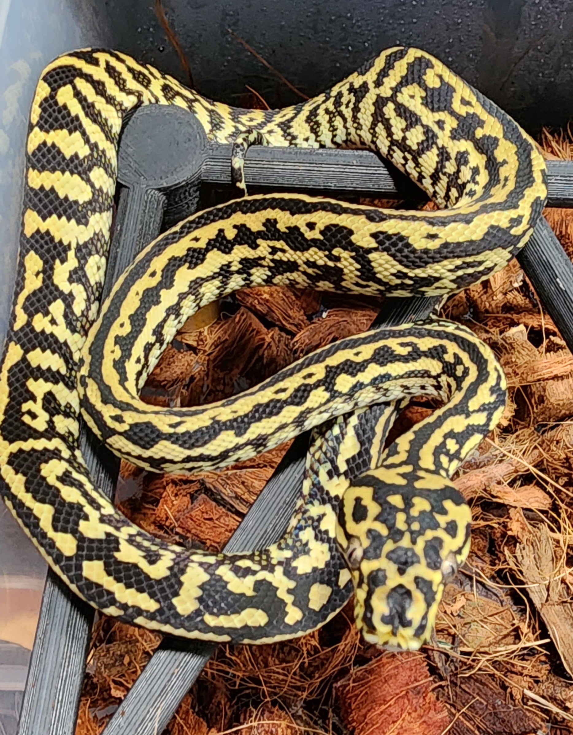 Female Zebra Jungle Carpet Python